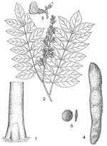 Wenge - Afrique - Arboreum